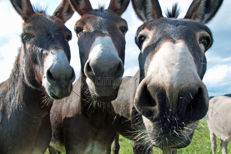 Mulas imagem de stock. Imagem de frente, fazenda, marrom - 22033373