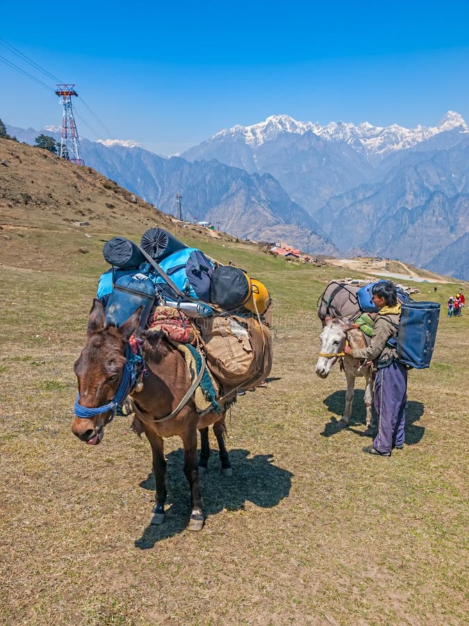 Mulas cargadas foto de archivo. Imagen de rango, cubo - 32543184