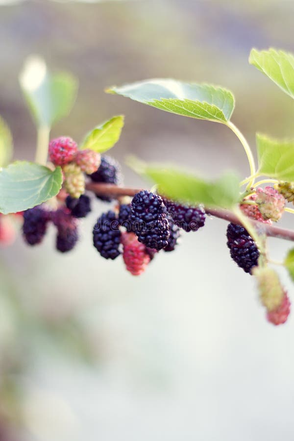Mulberries stock photo. Image of bird, ripen, berries, food - 860580