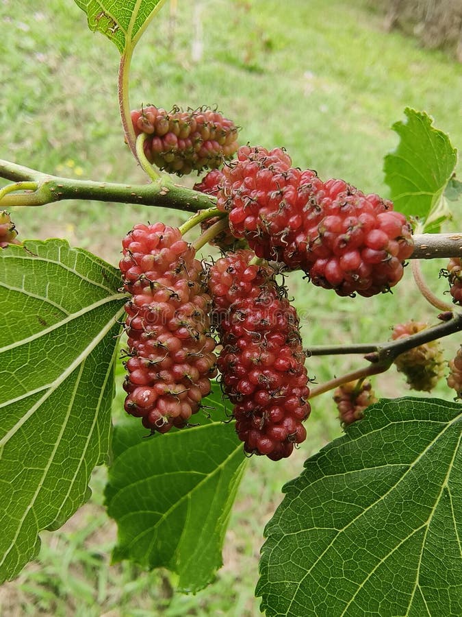 Mulberries from Chulu Ranch in Beinan Township Stock Photo - Image of ...