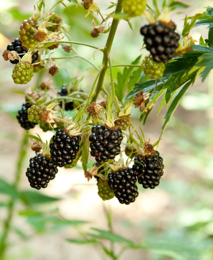Mulberries fruits stock image. Image of vine, autumn - 27776287