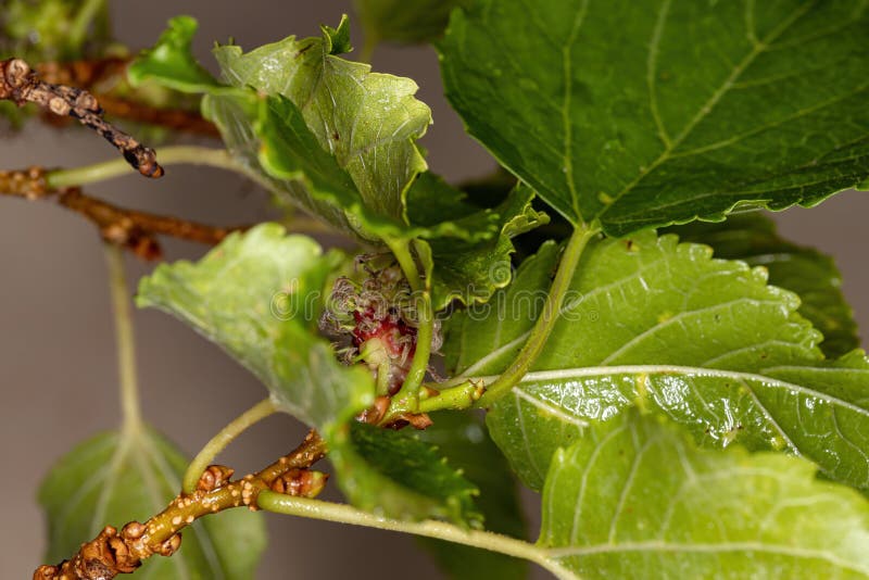 Mulberries stock photo. Image of garden, leaf, drink - 195650648
