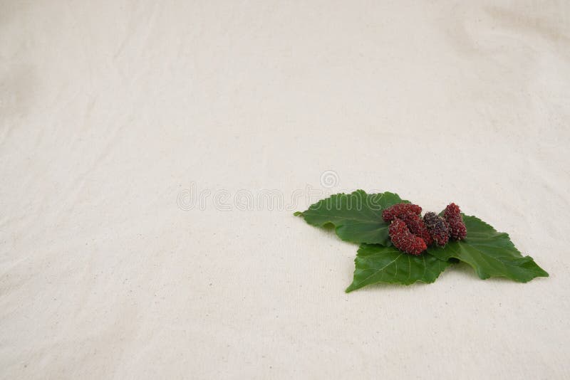 Mulberries and Leaves on Muslin Fabric Stock Image - Image of ...