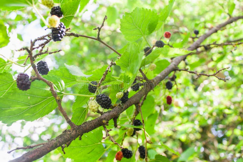 Mulberries on a Tree Branch in a Garden, Nature Background Stock Image ...
