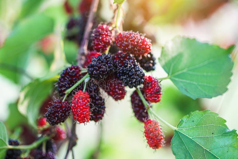 Mulberries on tree stock image. Image of scenery, purple - 245776445