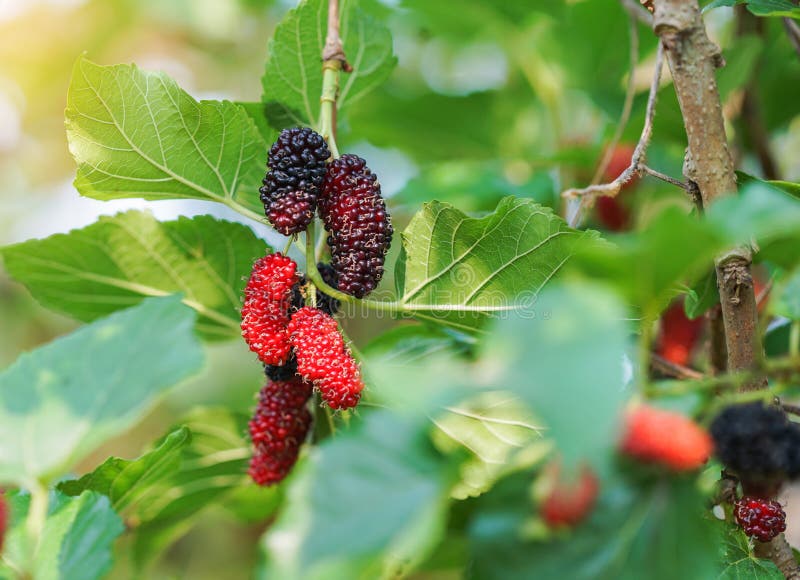 Mulberries on tree stock photo. Image of close, natural - 245776448