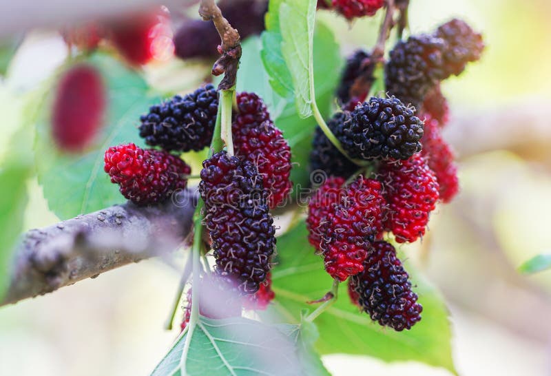 Mulberries on tree stock photo. Image of fresh, plant - 245776452