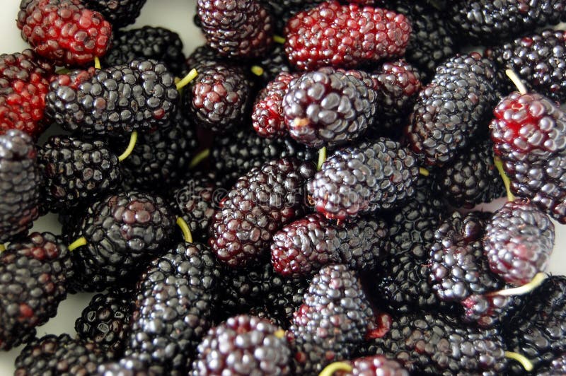 Mulberry stock photo. Image of vitamin, berry, mulberry - 11082956