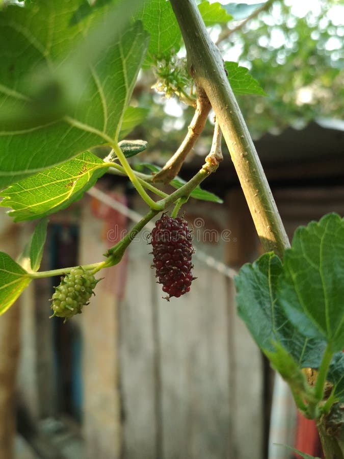 Mulberry stock photo. Image of shahtut, green, sweet - 152514928