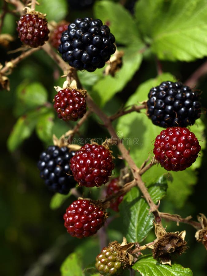 Mulberry stock image. Image of forest, autumn, fruit - 16374787