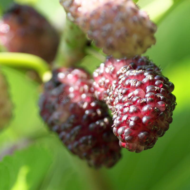 Mulberry stock image. Image of flavor, eating, game, greener - 22602493
