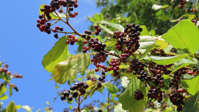 Ambilla Stock Photos - Free & Royalty-Free Stock Photos from Dreamstime