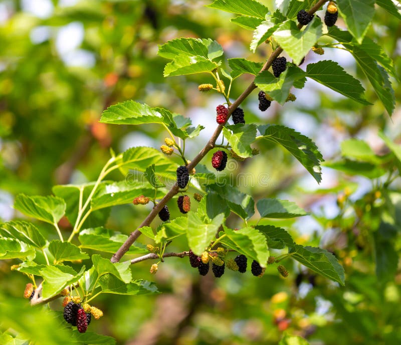 Mulberry Berries on Tree Branches Stock Photo - Image of healthy, plant ...