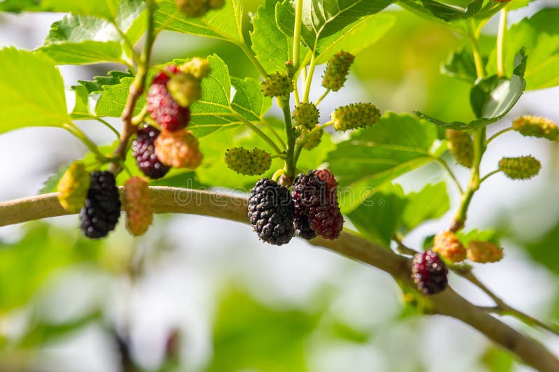 Mulberry Berries on Tree Branches Stock Image - Image of health, plant ...