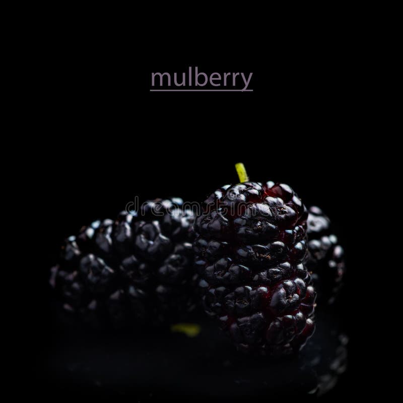 Mulberry Berry on Black Background Macro Close Up Stock Photo - Image ...