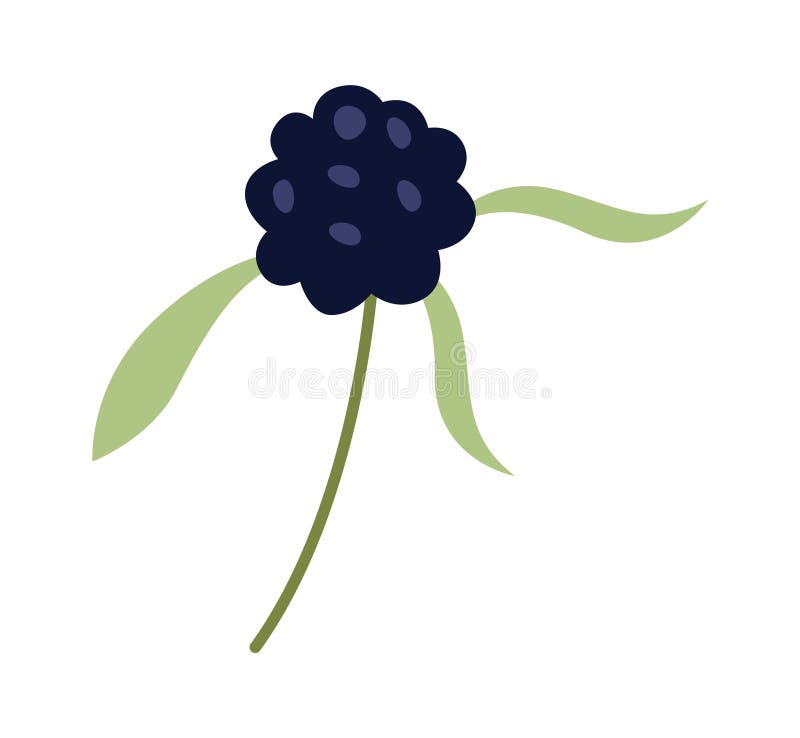 Mulberry Berry on Stem stock vector. Illustration of health - 274068018
