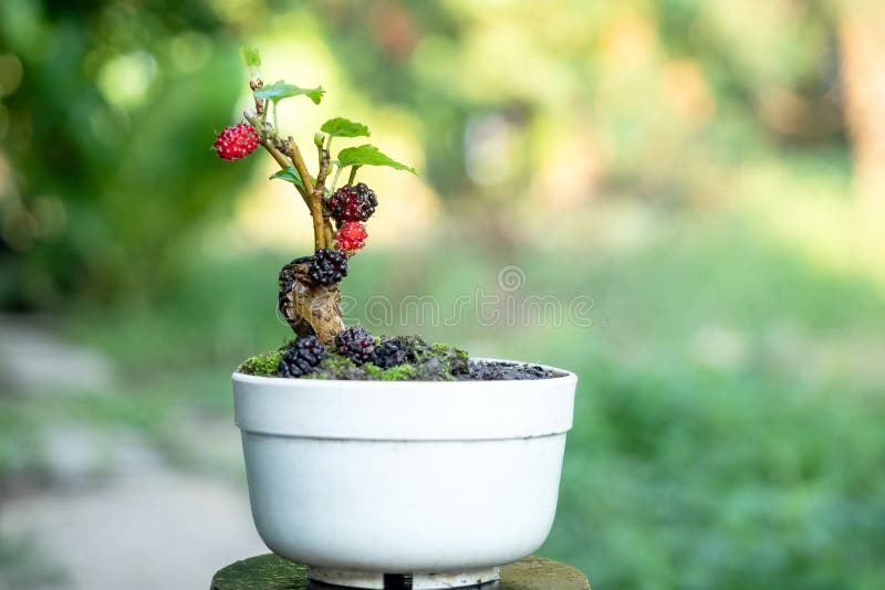 Mulberry Bonsai, Small Size, Produces Beautiful Fruit Stock Image ...