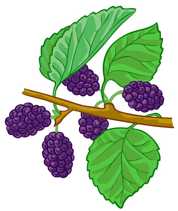 Mulberry Stock Illustrations – 9,712 Mulberry Stock Illustrations ...