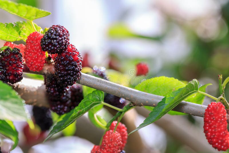 Mulberry on the Branch of Mulberry Tree Stock Photo - Image of healthy ...
