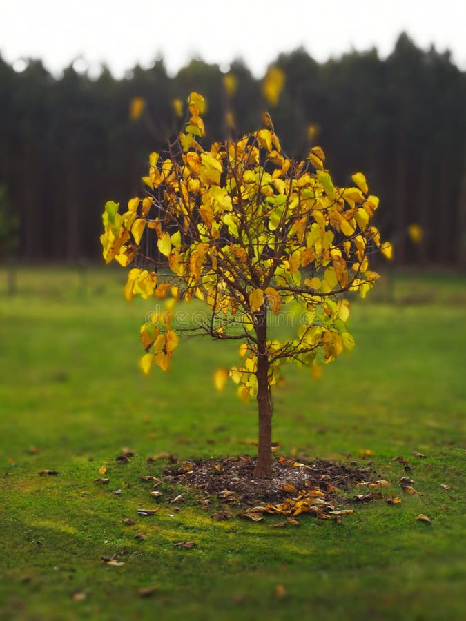 Mulberry bush stock image. Image of mulberry, lawn, autumn - 94580459