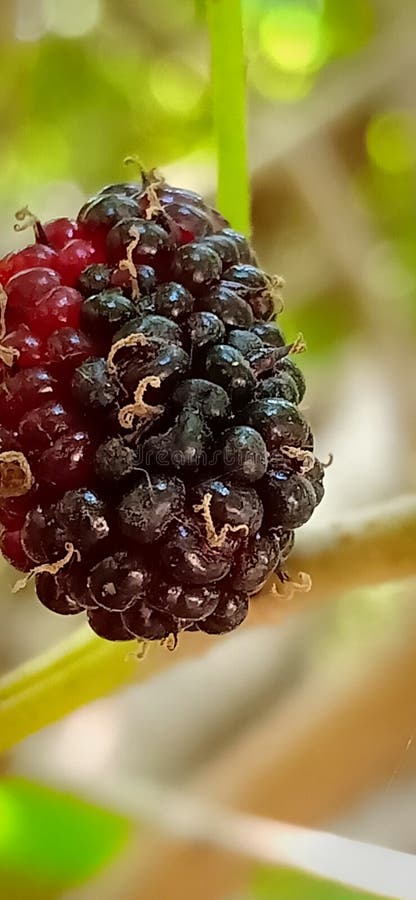 Malbary 1 stock photo. Image of malbary, nice, redbrawon - 127961864