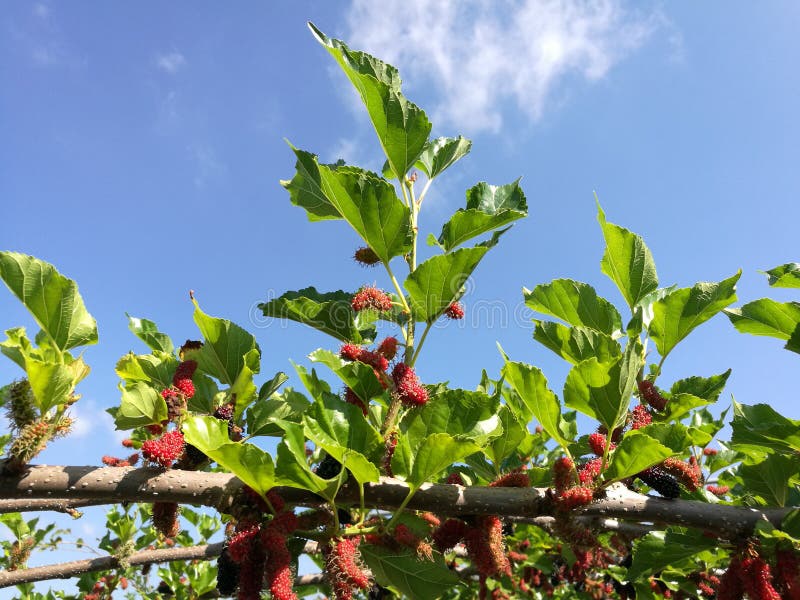 Mulberry stock image. Image of mulberry, green, thailand - 85324915
