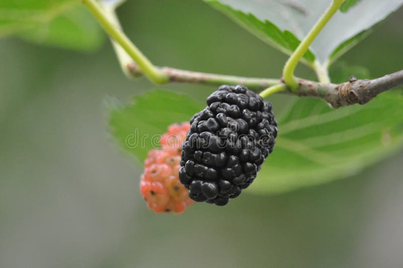 Mulberry stock image. Image of beauty, bramble, herb - 97116855