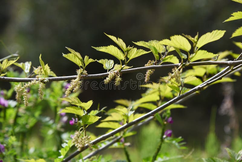 Mulberry flowers stock photo. Image of closeup, branch - 147319394