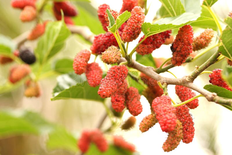 Mulberry stock image. Image of spring, ripe, cute, field - 45400107