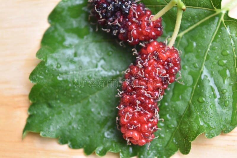 Mulberry fresh stock image. Image of closeup, vitamin - 92174203