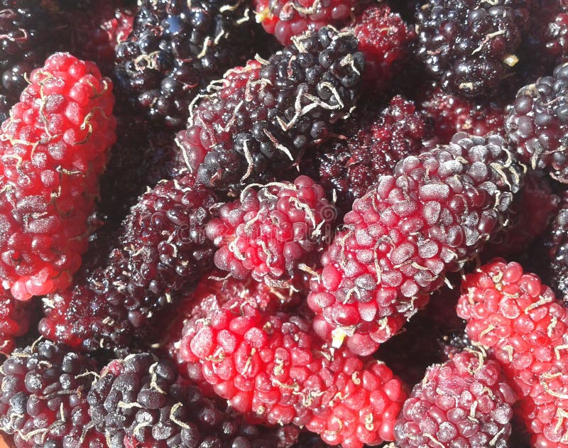 276 Organic Frozen Mulberry Stock Photos - Free & Royalty-Free Stock ...
