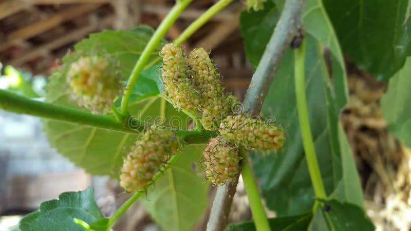 Mulberry Fruit or Also Called Morus Stock Photo - Image of healthy ...