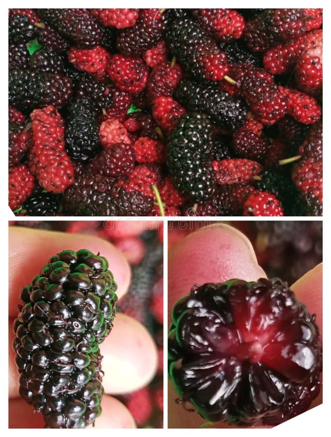 Mulberry fruit stock photo. Image of food, taste, fruit - 341978124
