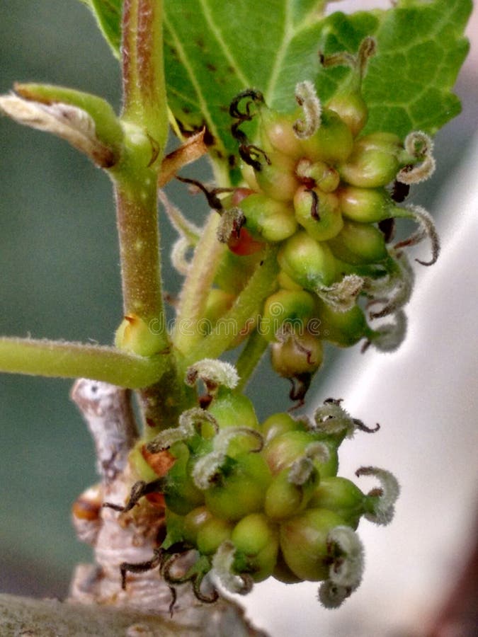 Mulberry Fruit, a Cluster Composed of Several Small Drupes that are ...