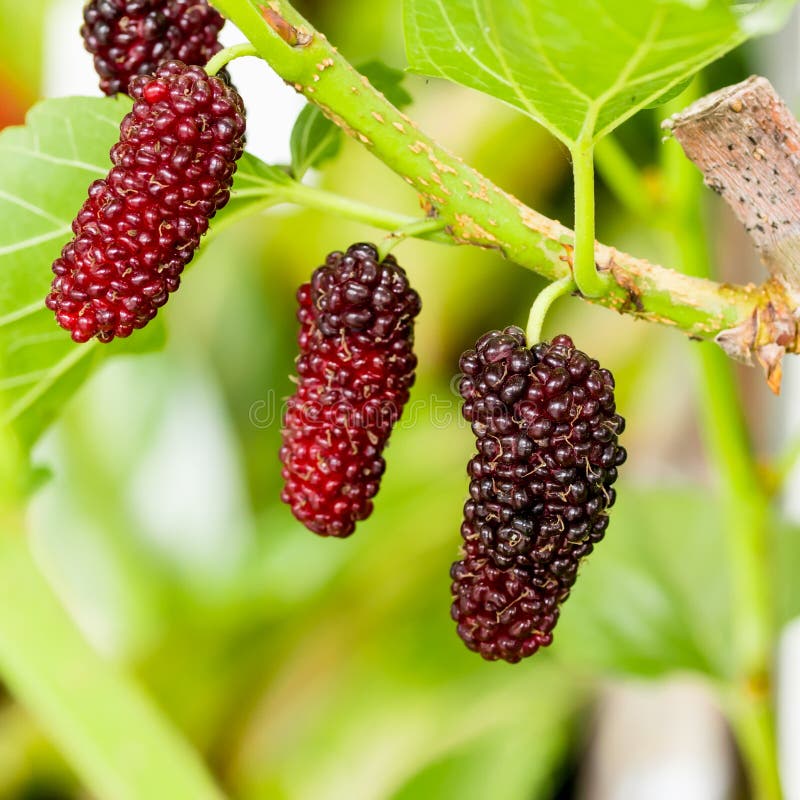 Mulberry fruit stock image. Image of fresh, garden, fruit - 35992229