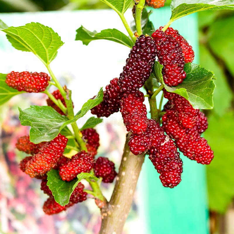 Mulberry fruit stock image. Image of group, agriculture - 35993301