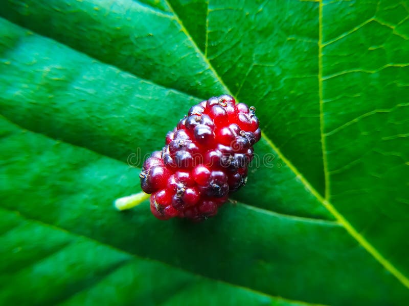 Mulberry Fruit on a Green Leaf Close-up Stock Photo - Image of healthy ...