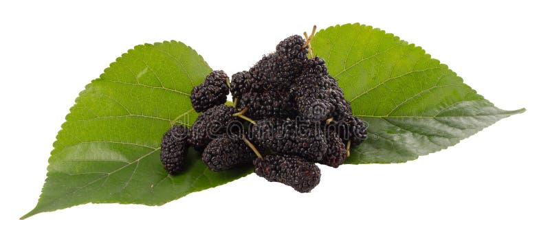 Mulberry Fruit and Mulberry Leaves, Mulberry Isolated on White ...