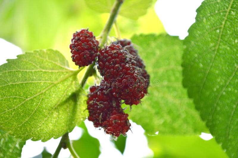 Mulberry fruit Morus sp. stock image. Image of berry - 170184221