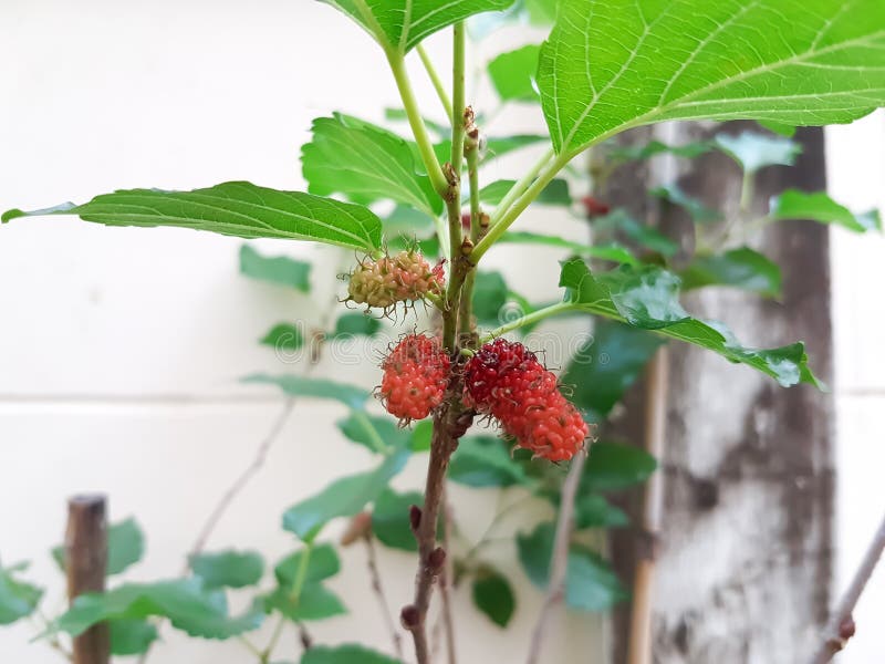 Mulberry Fruit on the Small Tree in Garden Stock Image - Image of plant ...