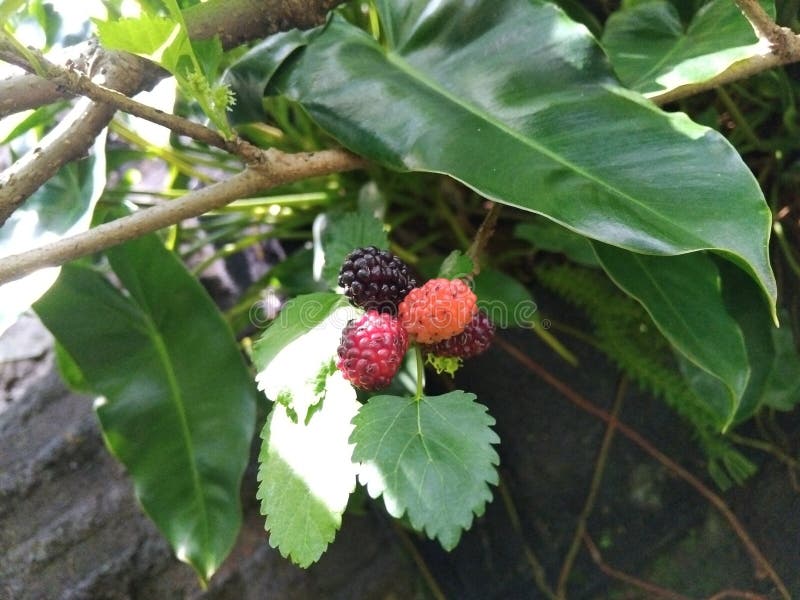 Mulberry Fruit Still on the Tree. Fresh Mulberry Stock Photo - Image of ...