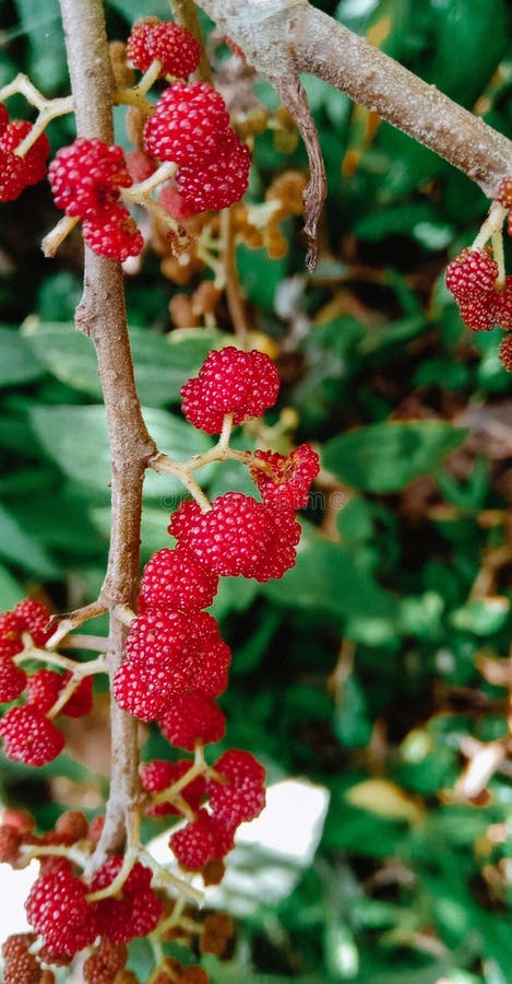 Mulberry Fruit on the Tree. Berries on the Plantation Stock Image ...