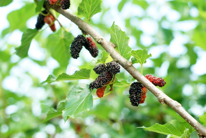 Mulberry fruit on tree stock image. Image of plant, organic - 103778969