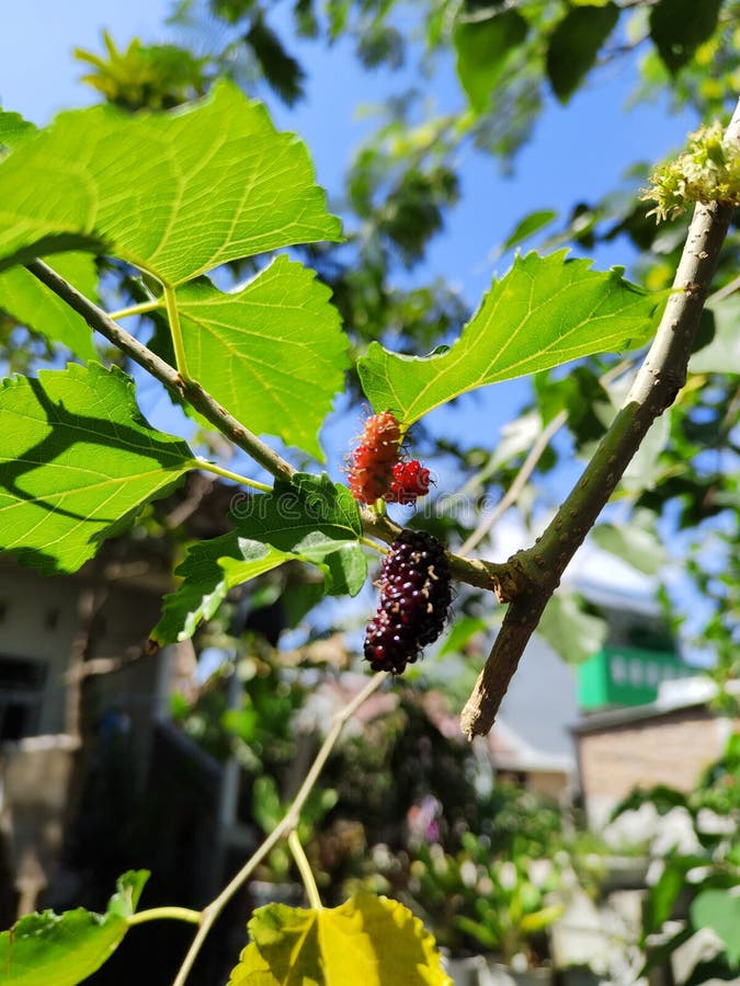 Mulberry Fruit on a Tree Stalk Editorial Image - Image of produce ...
