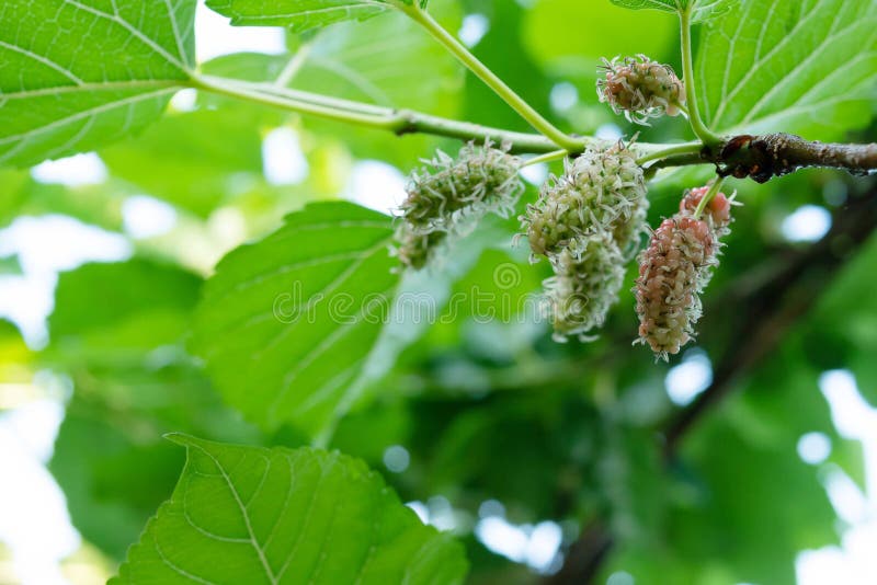 Mulberry Fruits on the Green Branches Stock Photo - Image of fresh ...