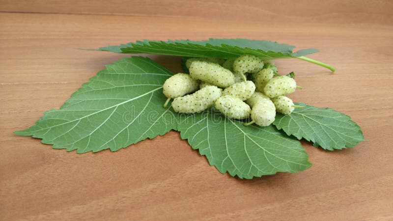 Mulberry stock photo. Image of organic, sweet, kitchen - 95138964