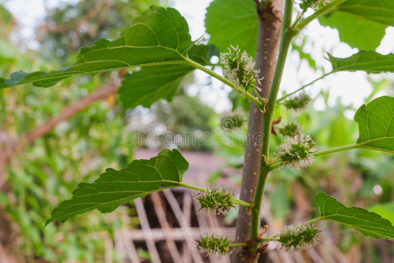 Mulberry Hanging on Stem and Green Leaf Stock Photo - Image of ...