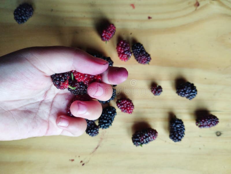 Mulberry Held Child Stock Photos - Free & Royalty-Free Stock Photos ...