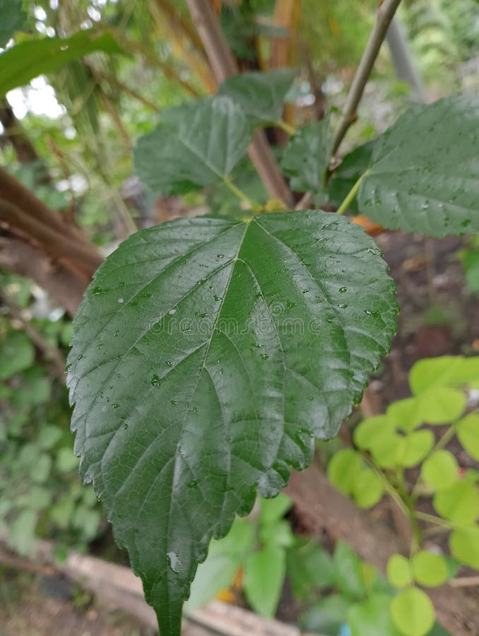 The Mulberry and Herbal Leaves in Here in Philippines Stock Photo ...
