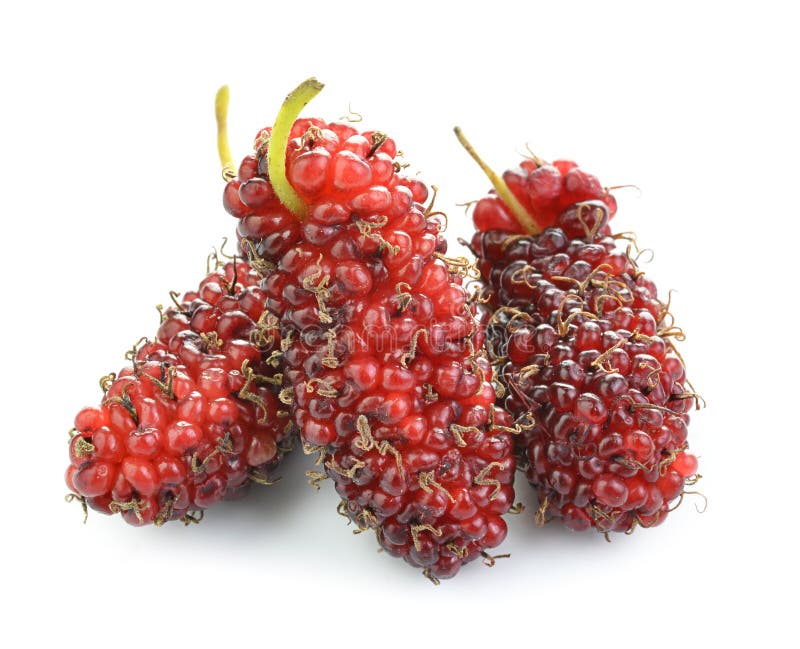 Mulberry stock image. Image of background, healthy, organic - 174680329